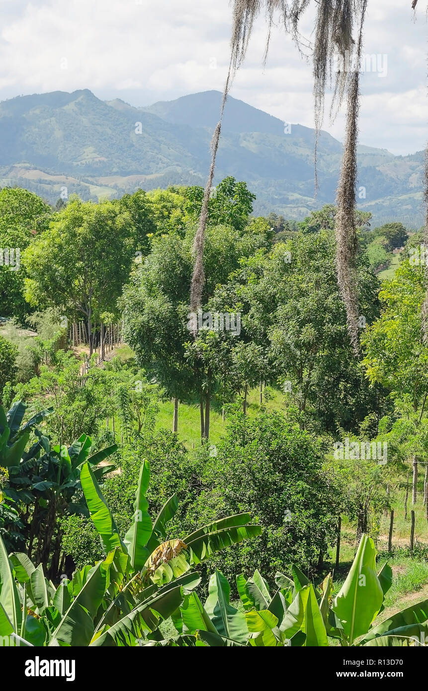 landscape of mountains, surrounded by humid forests Dominican Republic ...