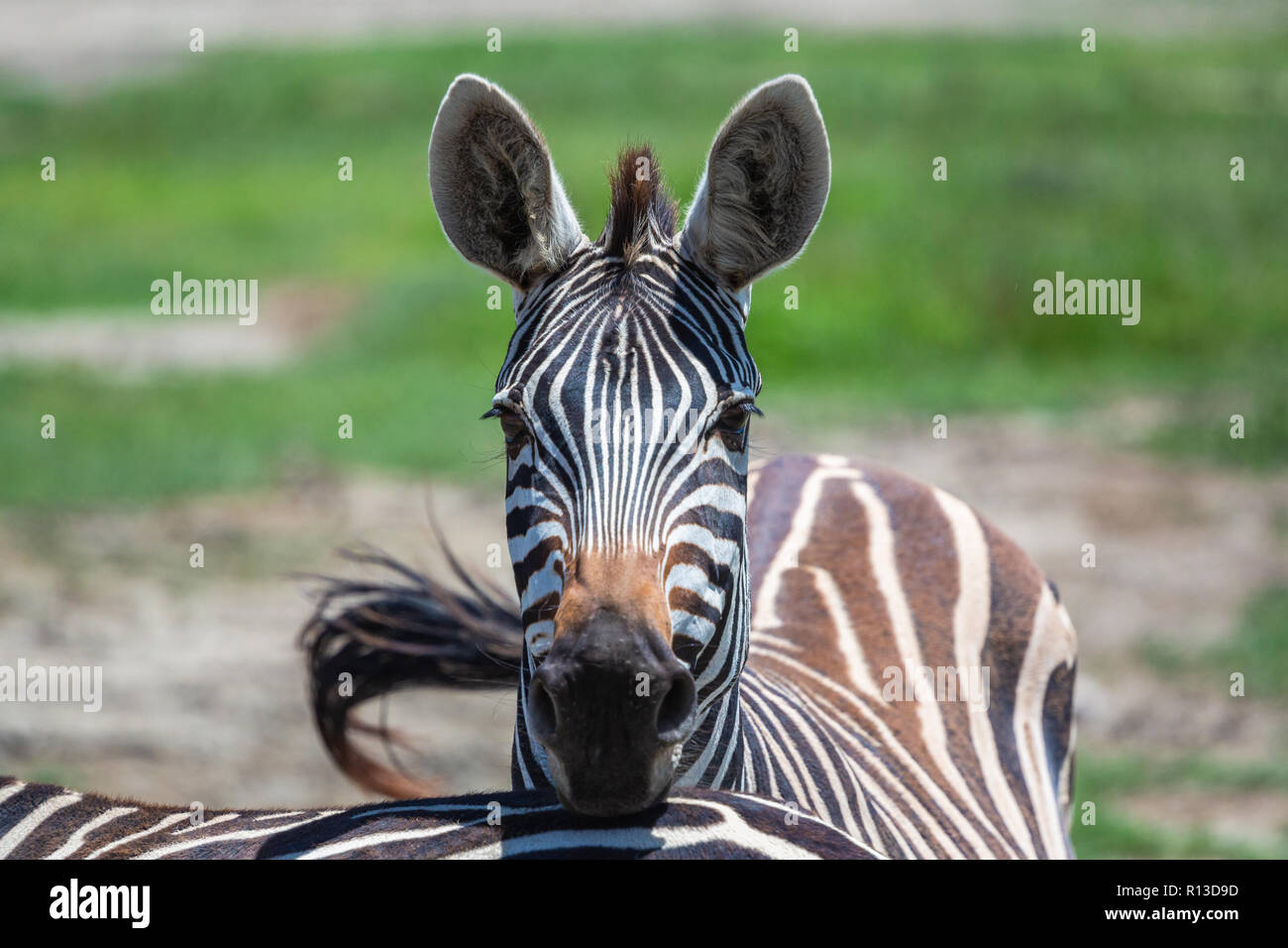 Wild zebra at Ngorongro Crater Conservation area. Tanzania Stock Photo ...