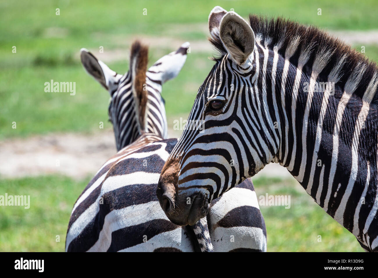 Wild zebra at Ngorongro Crater Conservation area. Tanzania Stock Photo ...