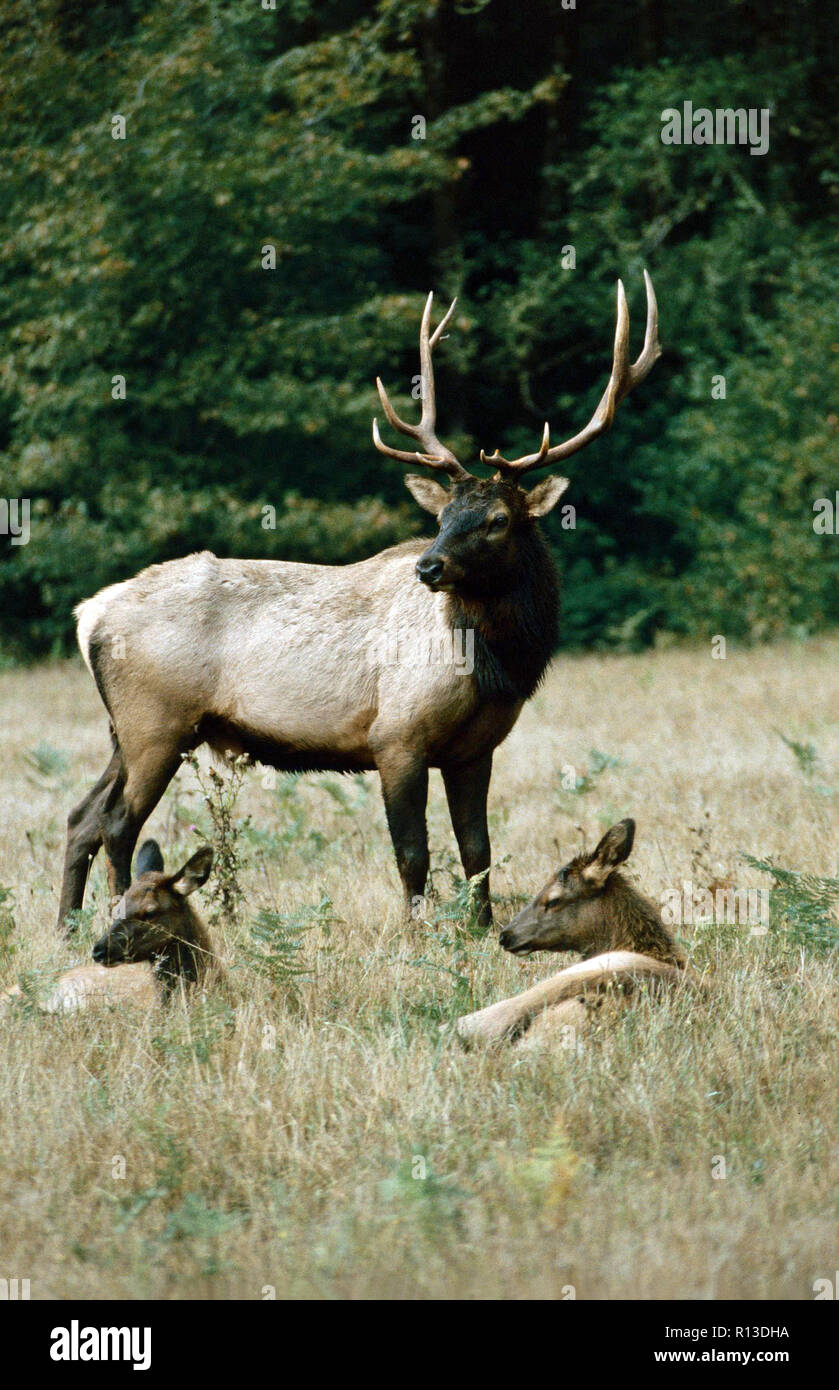 Roosevelt elk california hi-res stock photography and images - Alamy