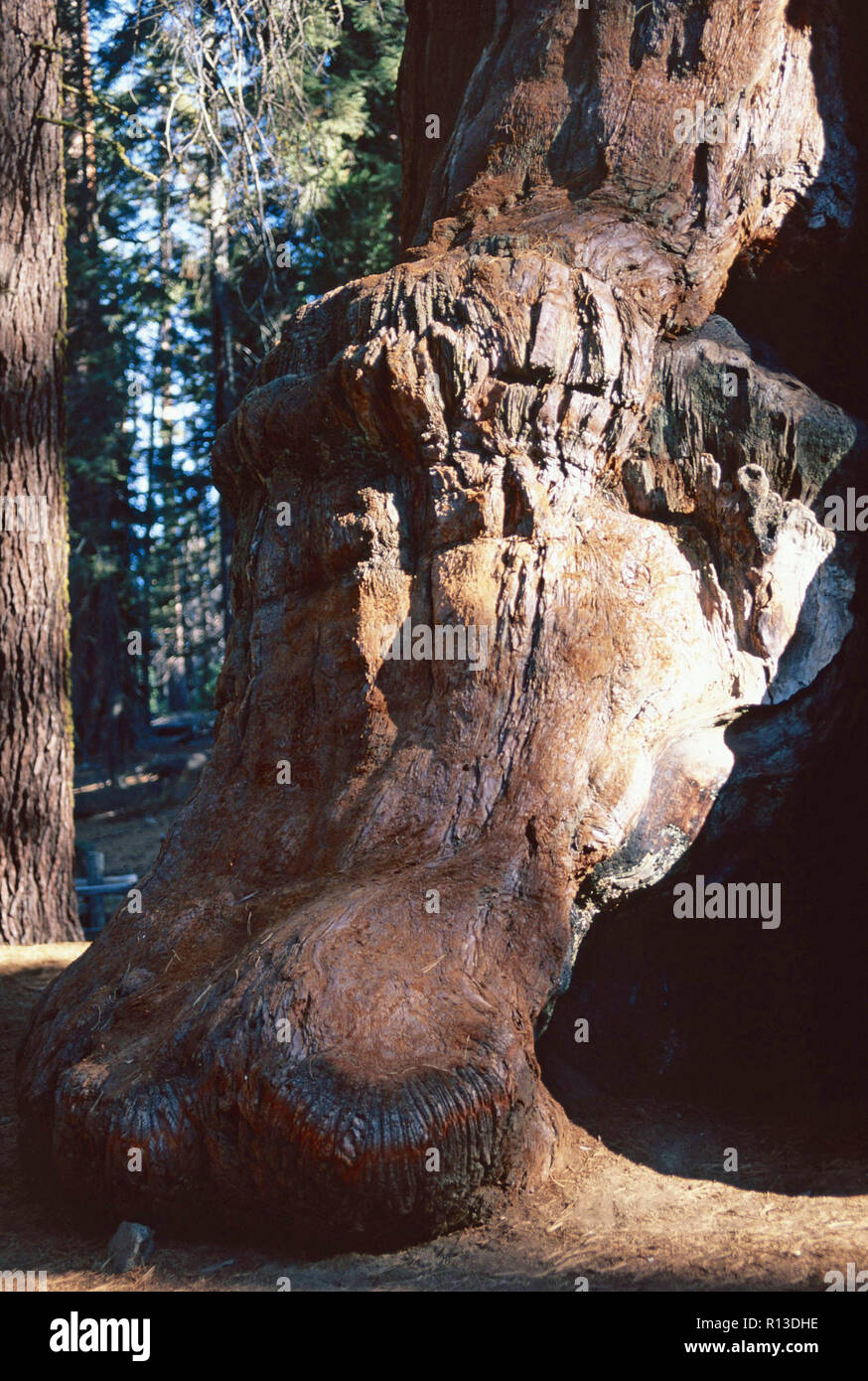 The foot of a giant Sequoia tree,Sequoia National Park,California Stock ...