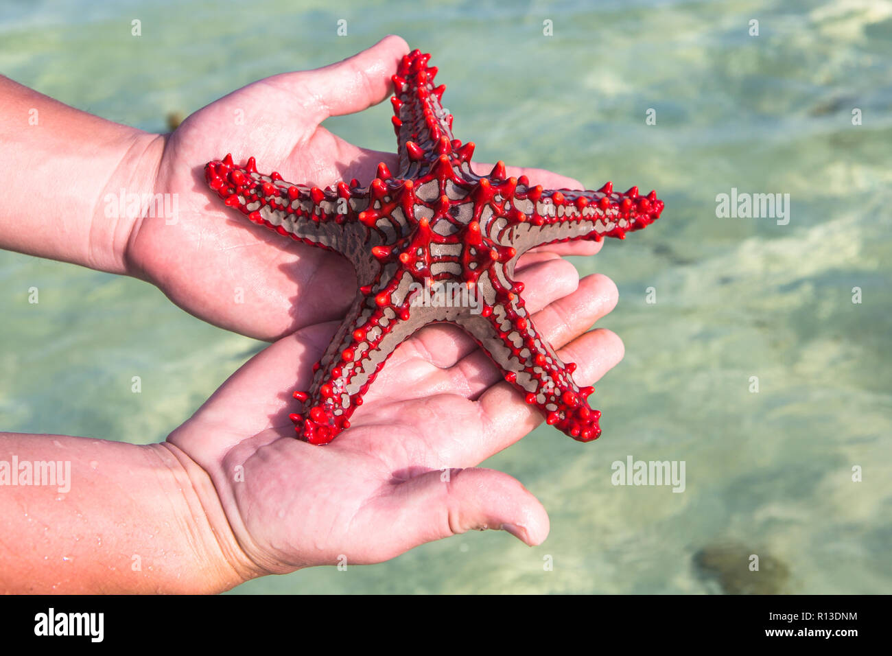 Zanzibar fish hi-res stock photography and images - Alamy