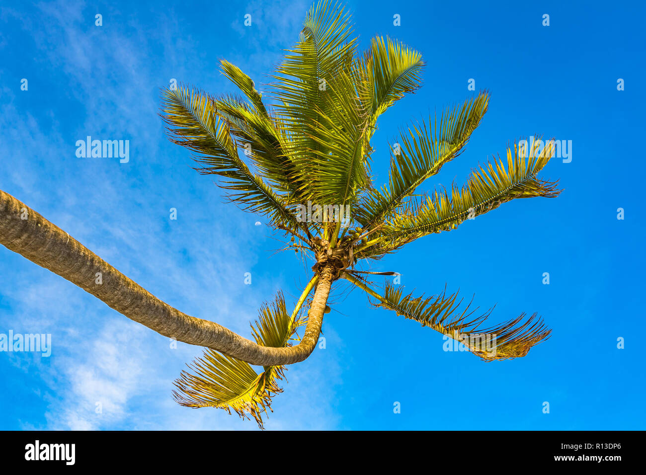 The leaning palm tree hi-res stock photography and images - Alamy