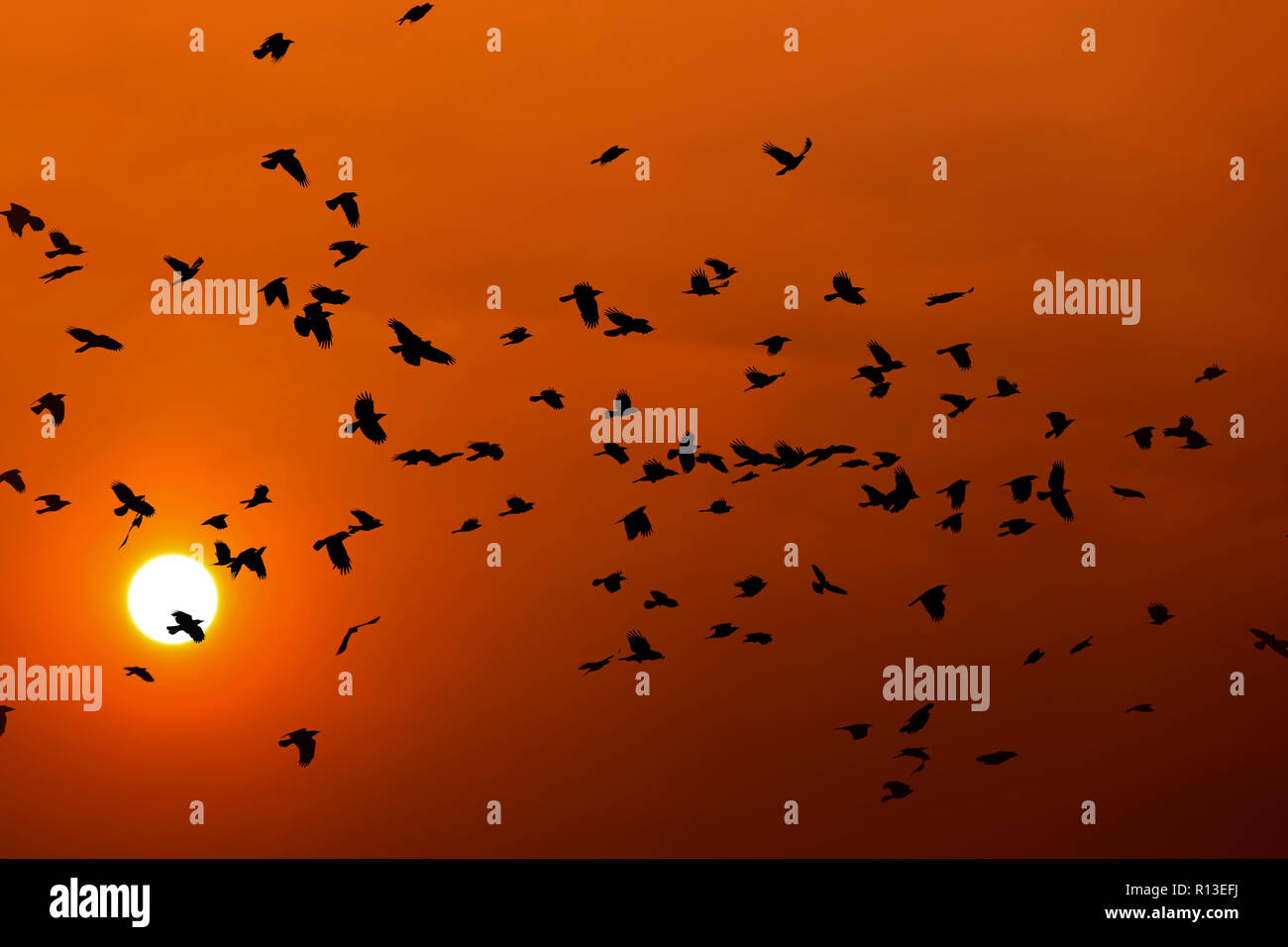 Group of Ravens flying over the cloud Stock Photo - Alamy