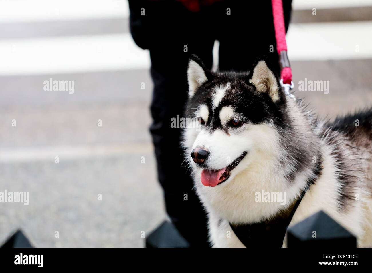dog on the road ,Japan Stock Photo - Alamy