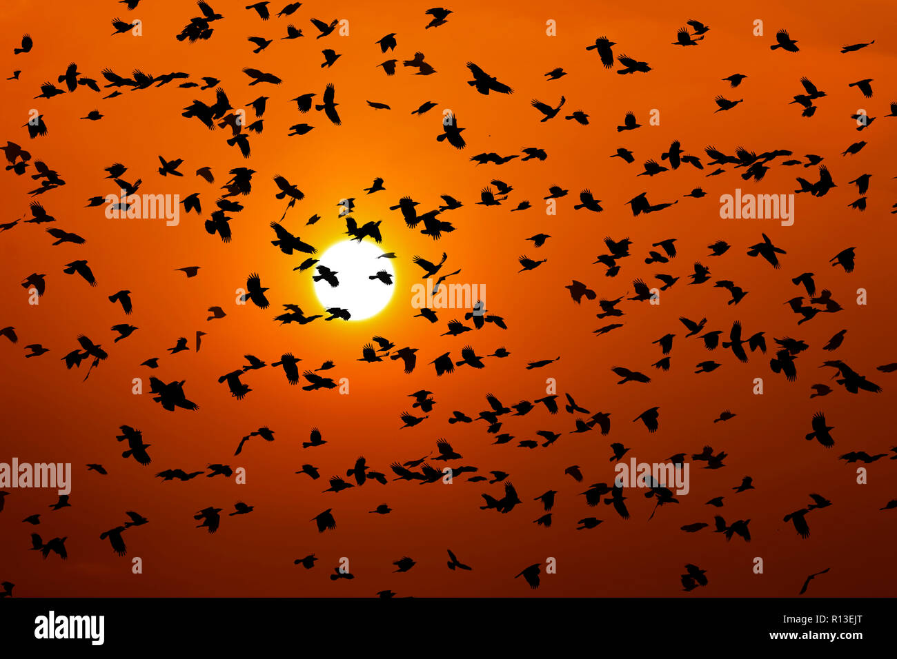 Group of Ravens flying over the cloud Stock Photo - Alamy