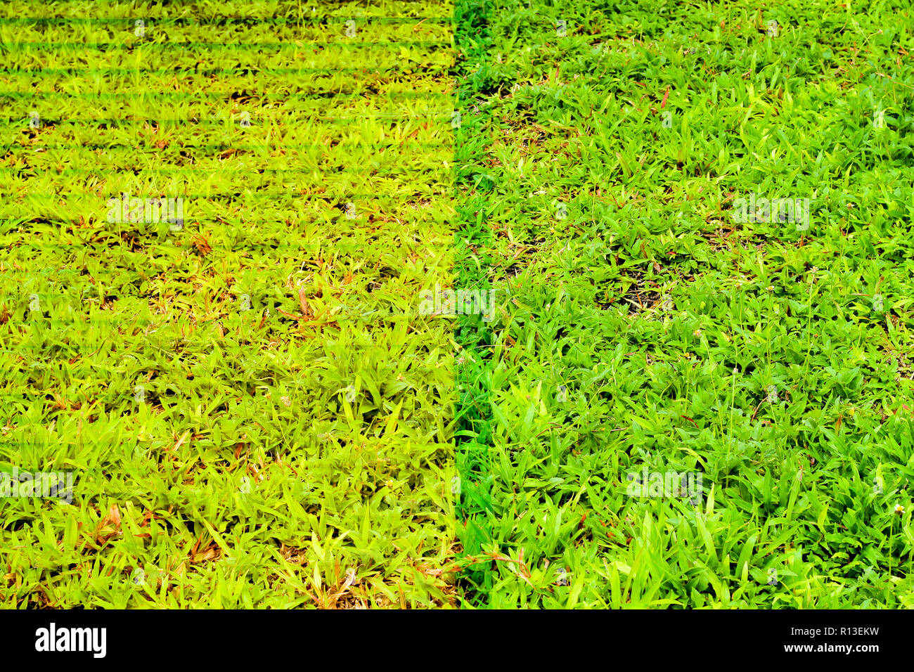 green turf ground background Stock Photo - Alamy