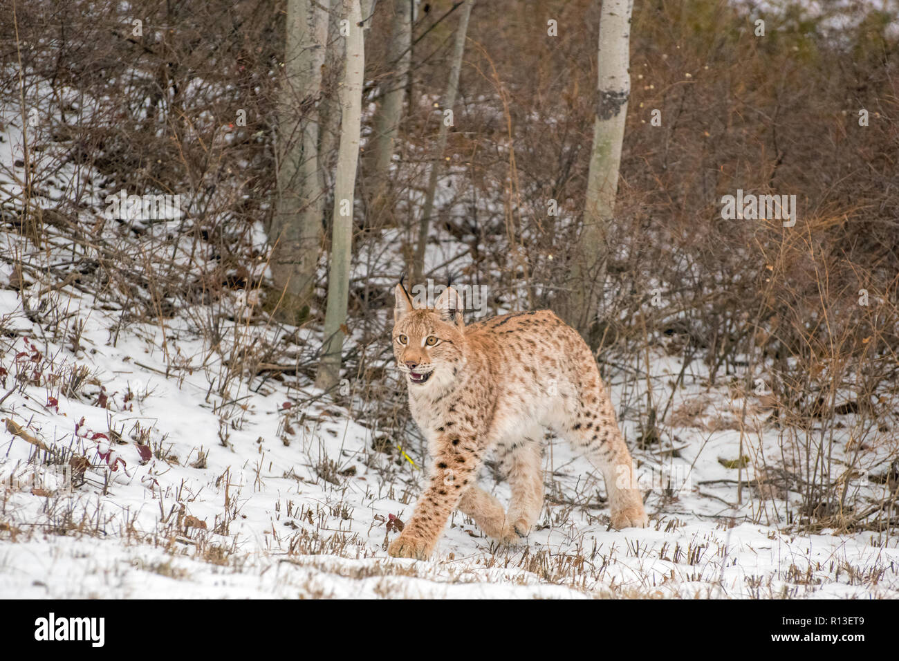 Siberian Lynx Cub Kitten in the Snow 5 Stock Photo - Alamy