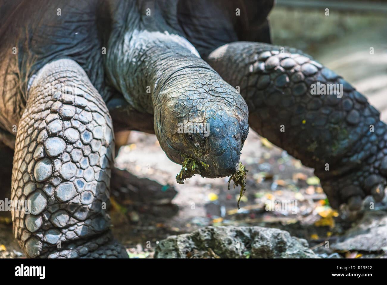 Aldabra giant land tortoise hi-res stock photography and images - Alamy