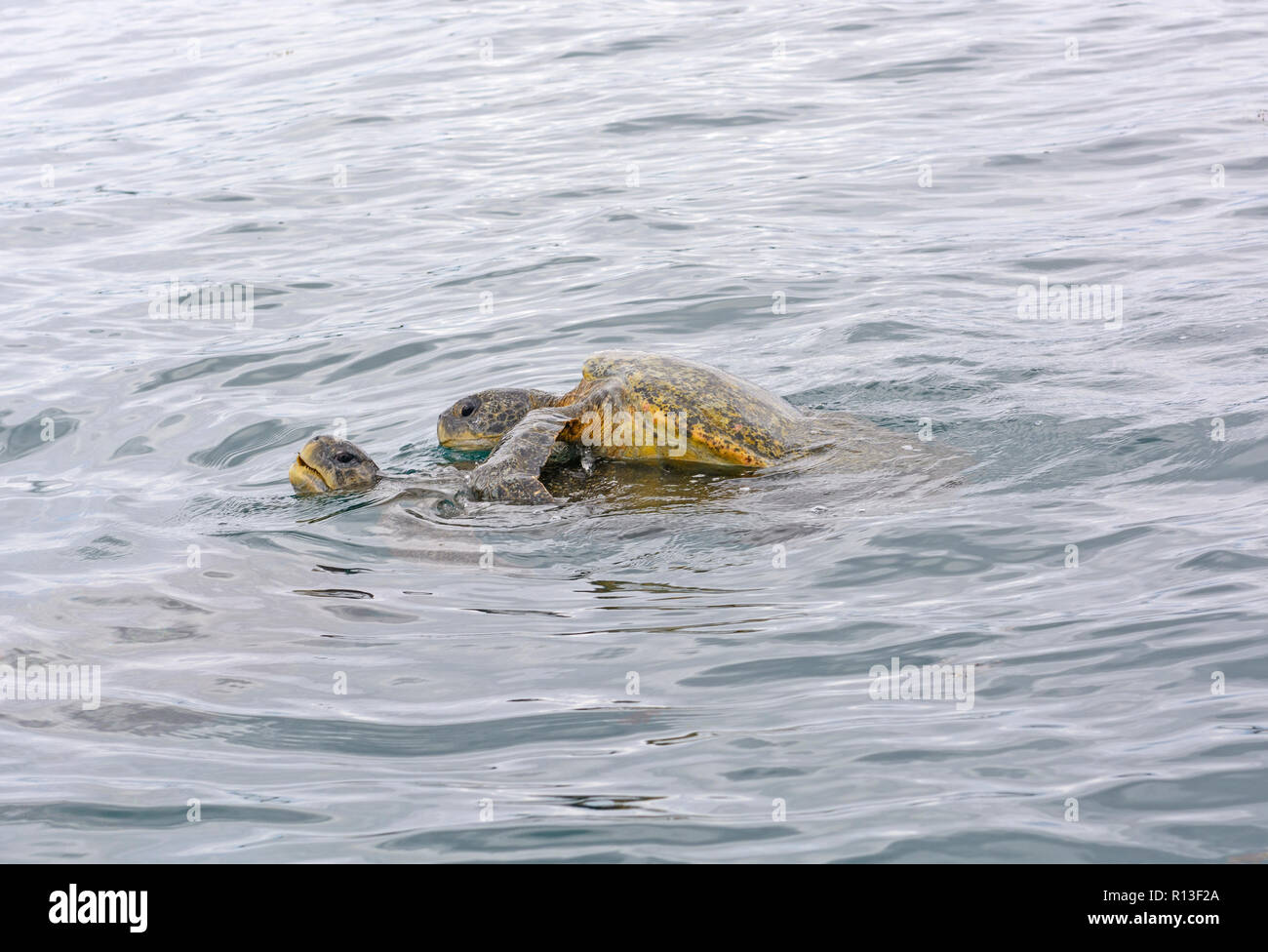 Galapagos Sea Turtles Mating in the Ocean near Isabela Island in the ...