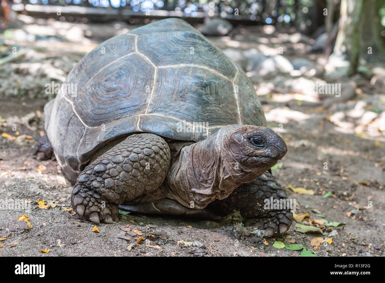 Aldabra giant turtle. Prison Island, Zanzibar, Tanzania Stock Photo - Alamy
