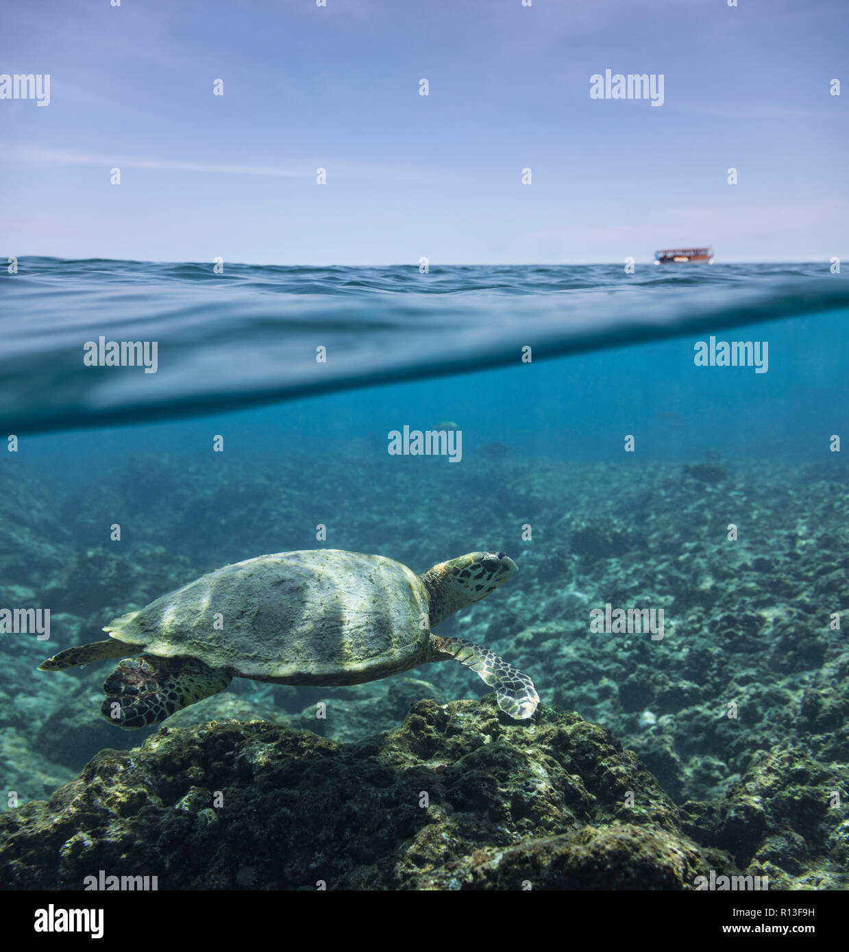 Sea turtle swimming above the reef Stock Photo - Alamy