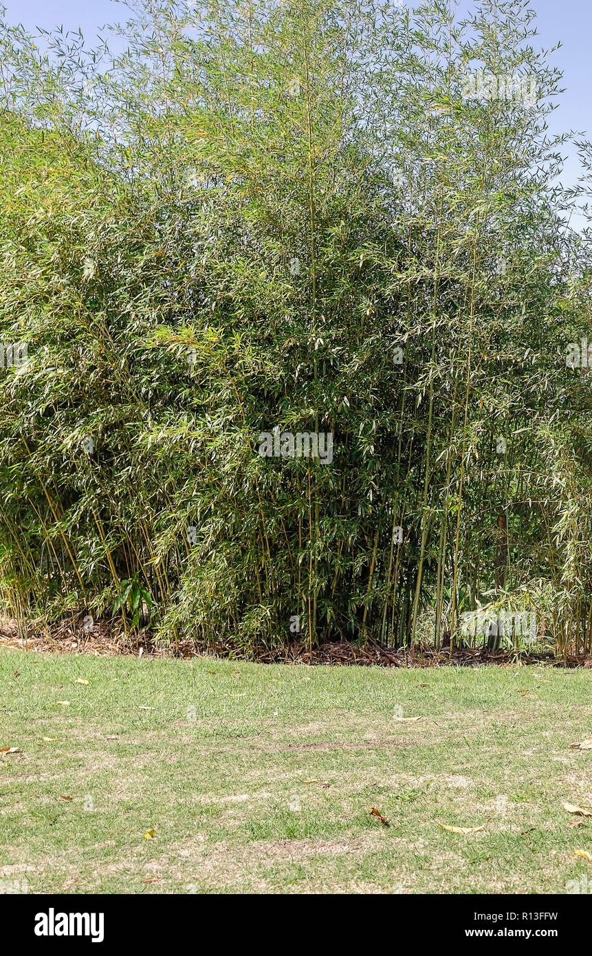 Light on bamboo hi-res stock photography and images - Alamy
