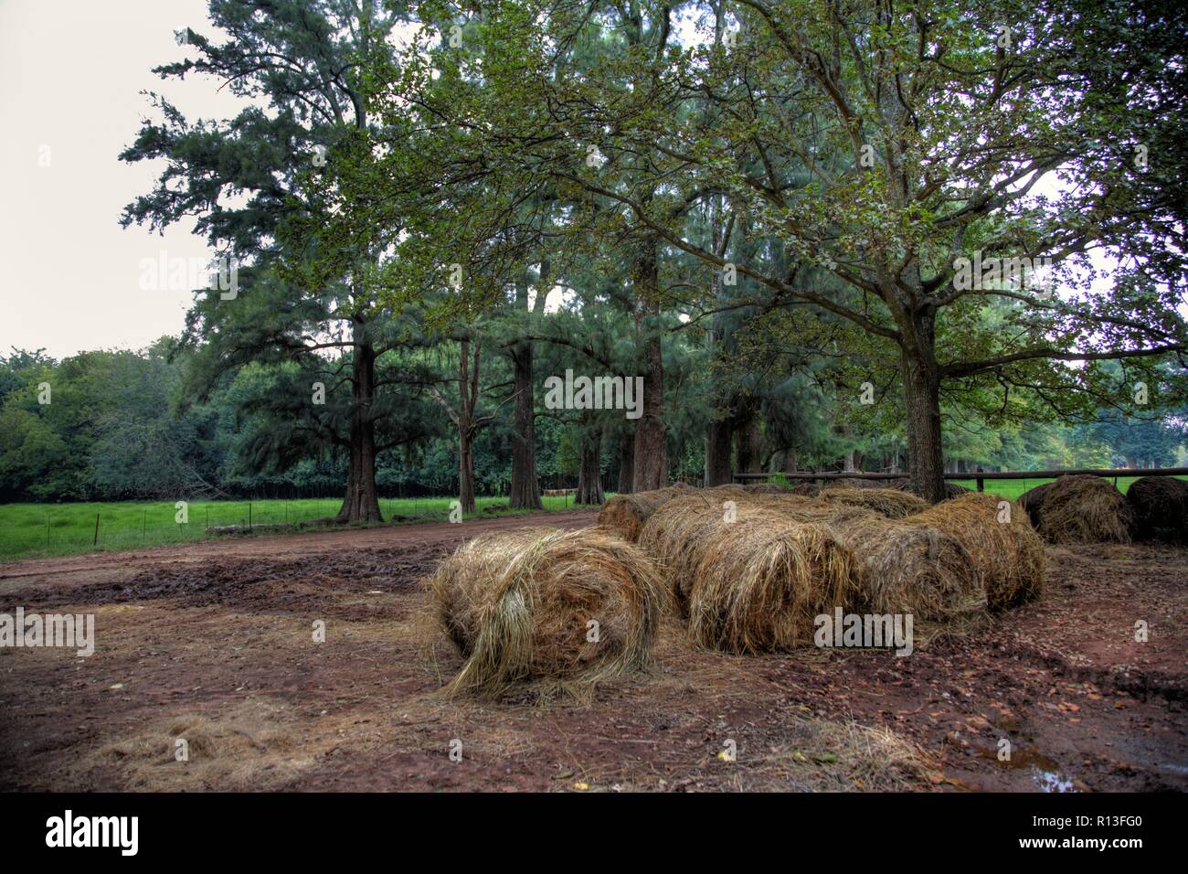 Irene dairy farm research center outside Pretoria, South Africa Stock ...