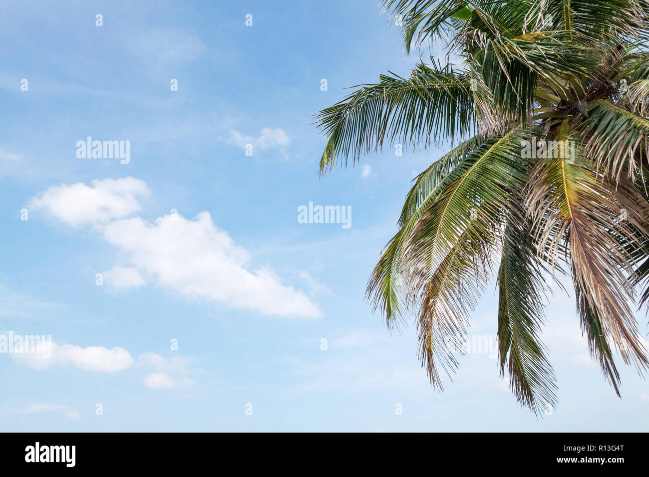 Tropical still life with palm and blue sky. Summer sea vacation and ...