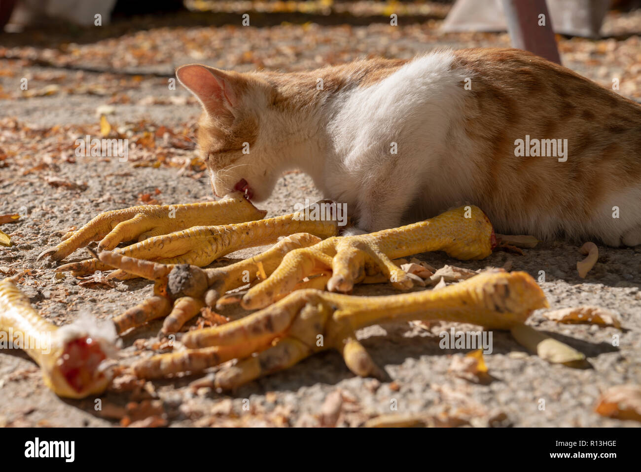 Brown and white cat eating chicken legs on ground Stock Photo - Alamy