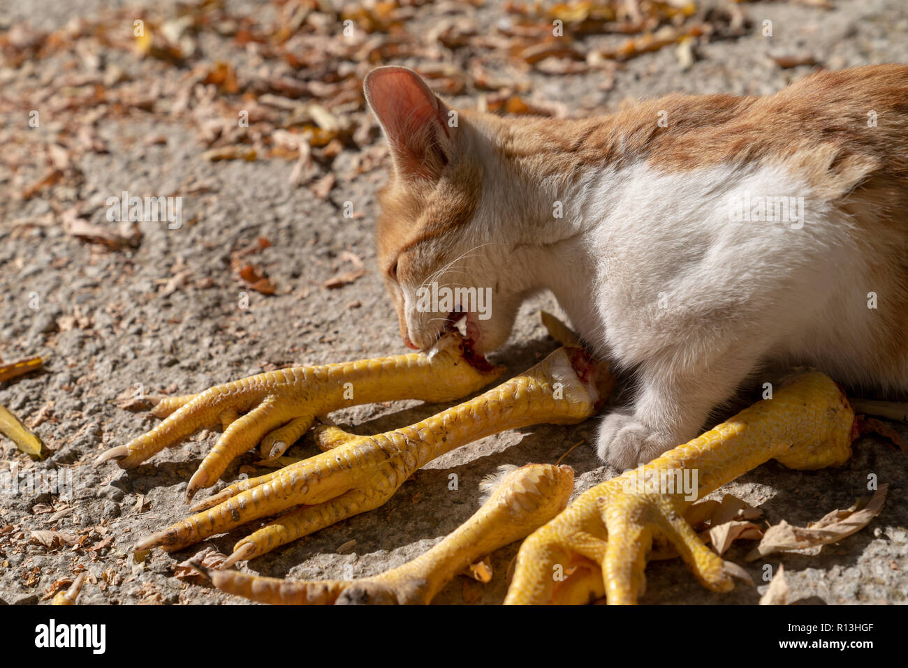 Brown and white cat eating chicken legs on ground Stock Photo - Alamy