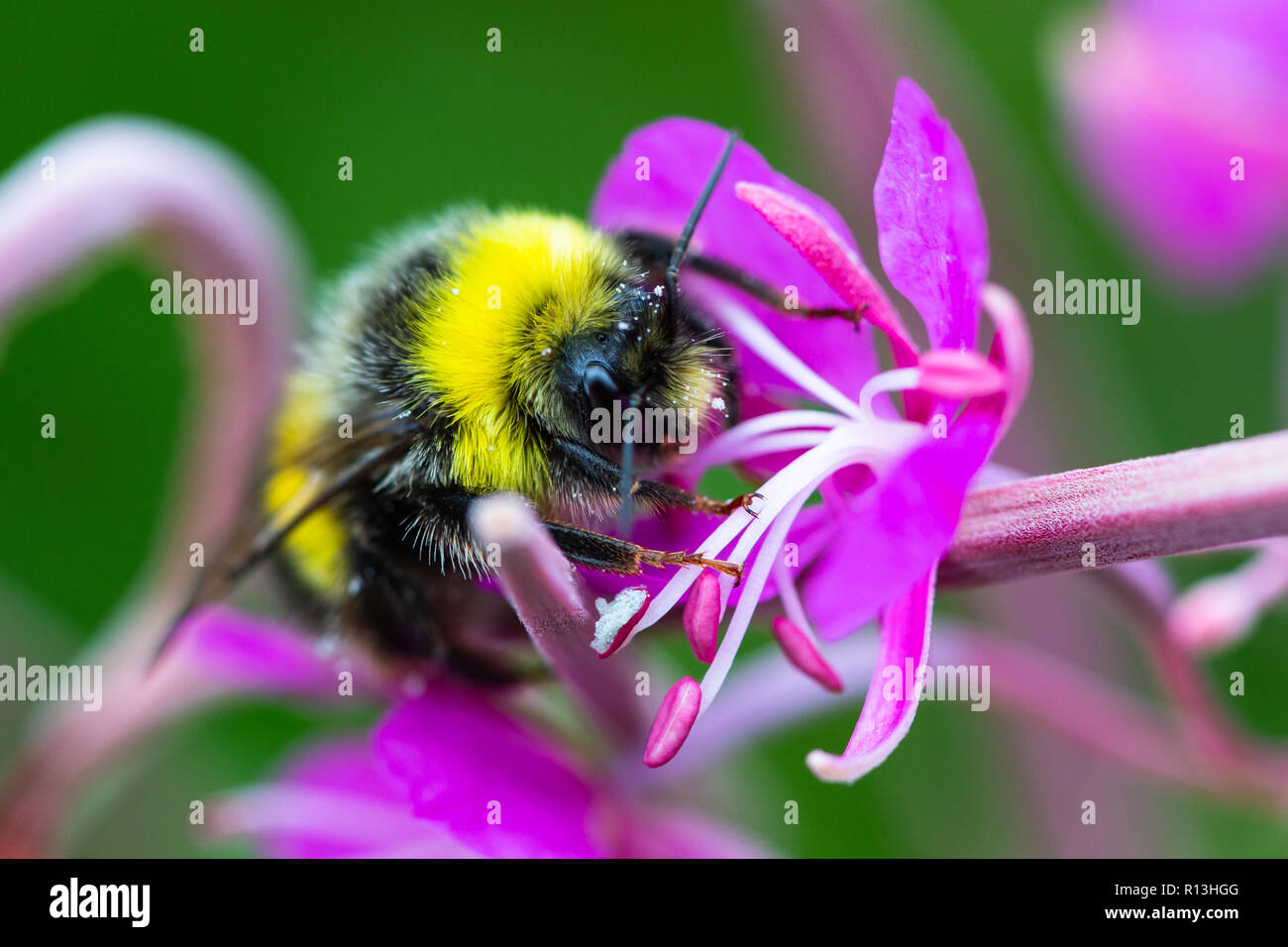 Bumble bee on flower Stock Photo - Alamy