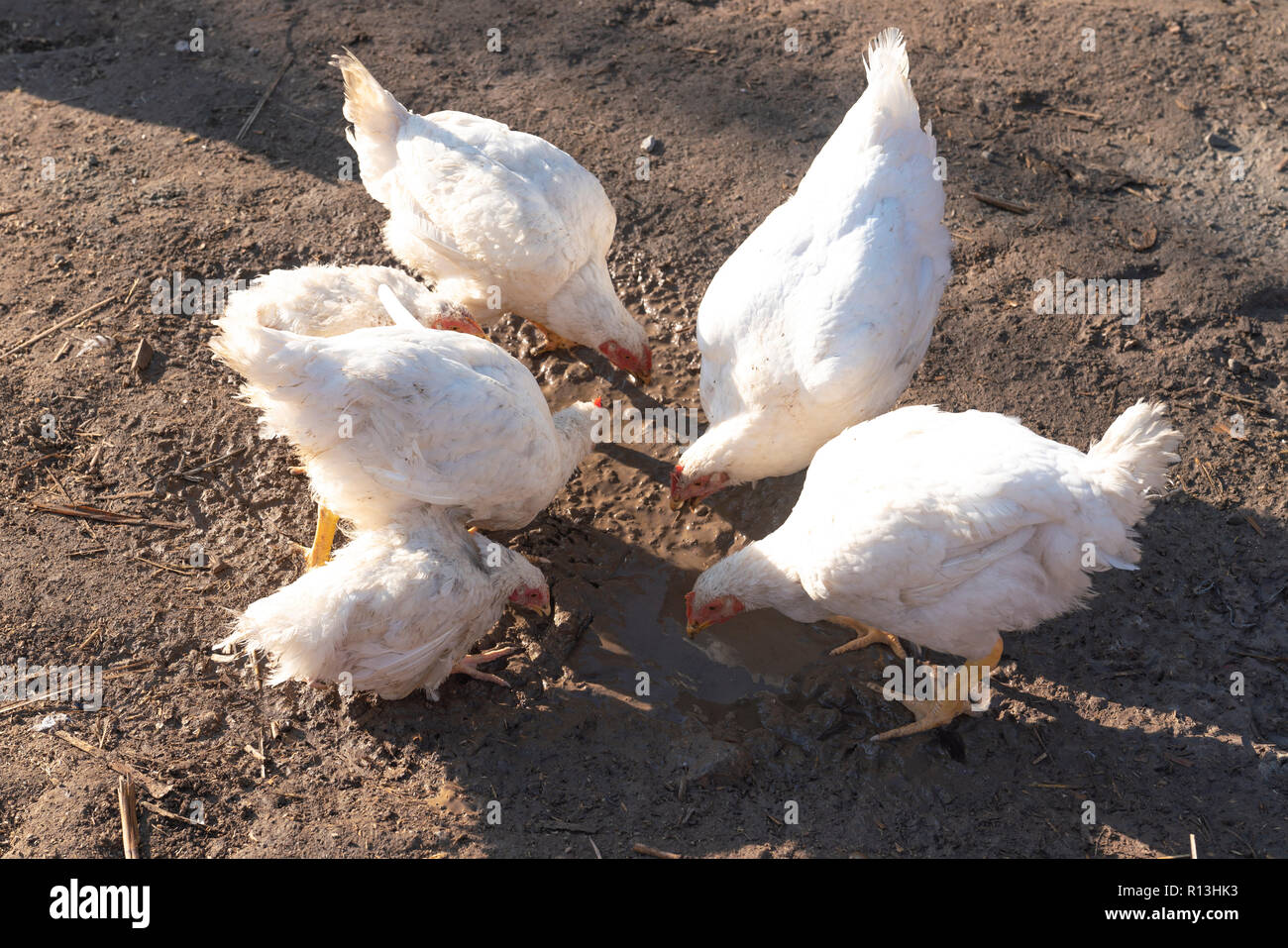 Free range hen digging and scratching for food in mud in autumnal farm ...