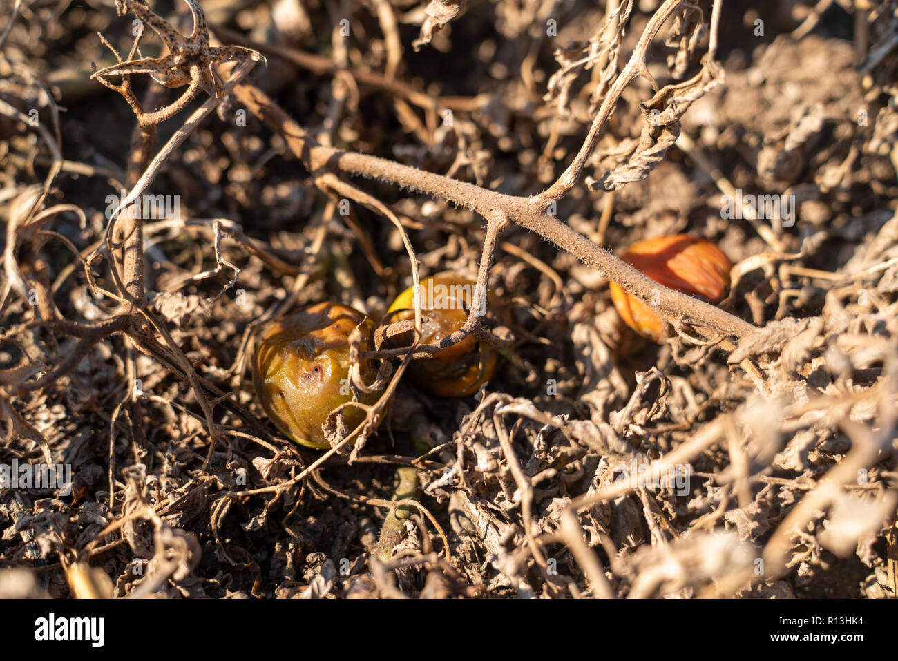 Rotten vegetable field hi-res stock photography and images - Alamy