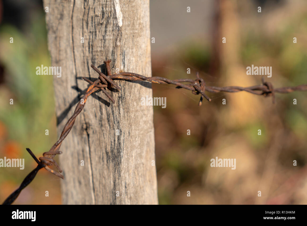 Barbed wire, rusty nails attached to a wooden stick Stock Photo - Alamy