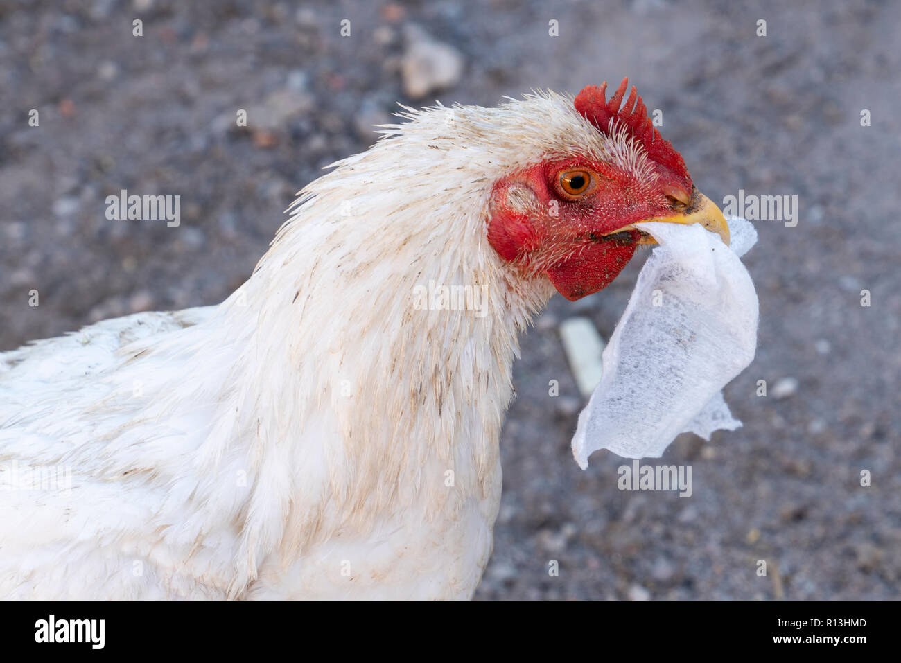 Birds eating garbage hi-res stock photography and images - Alamy