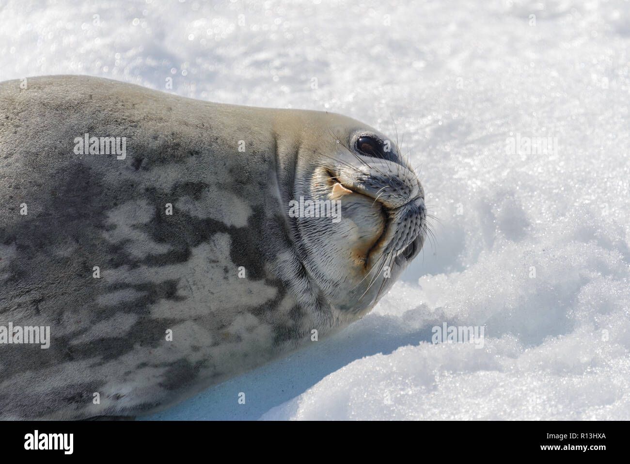 Leopard seal on beach with snow in Antarctica Stock Photo - Alamy