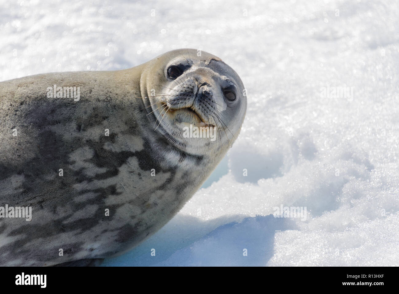Leopard seal on beach with snow in Antarctica Stock Photo - Alamy
