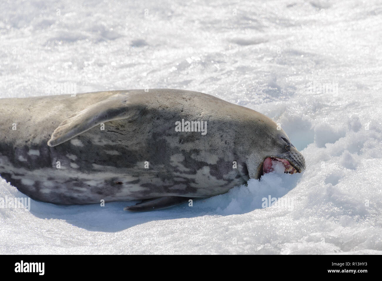 Leopard seal on beach with snow in Antarctica Stock Photo - Alamy