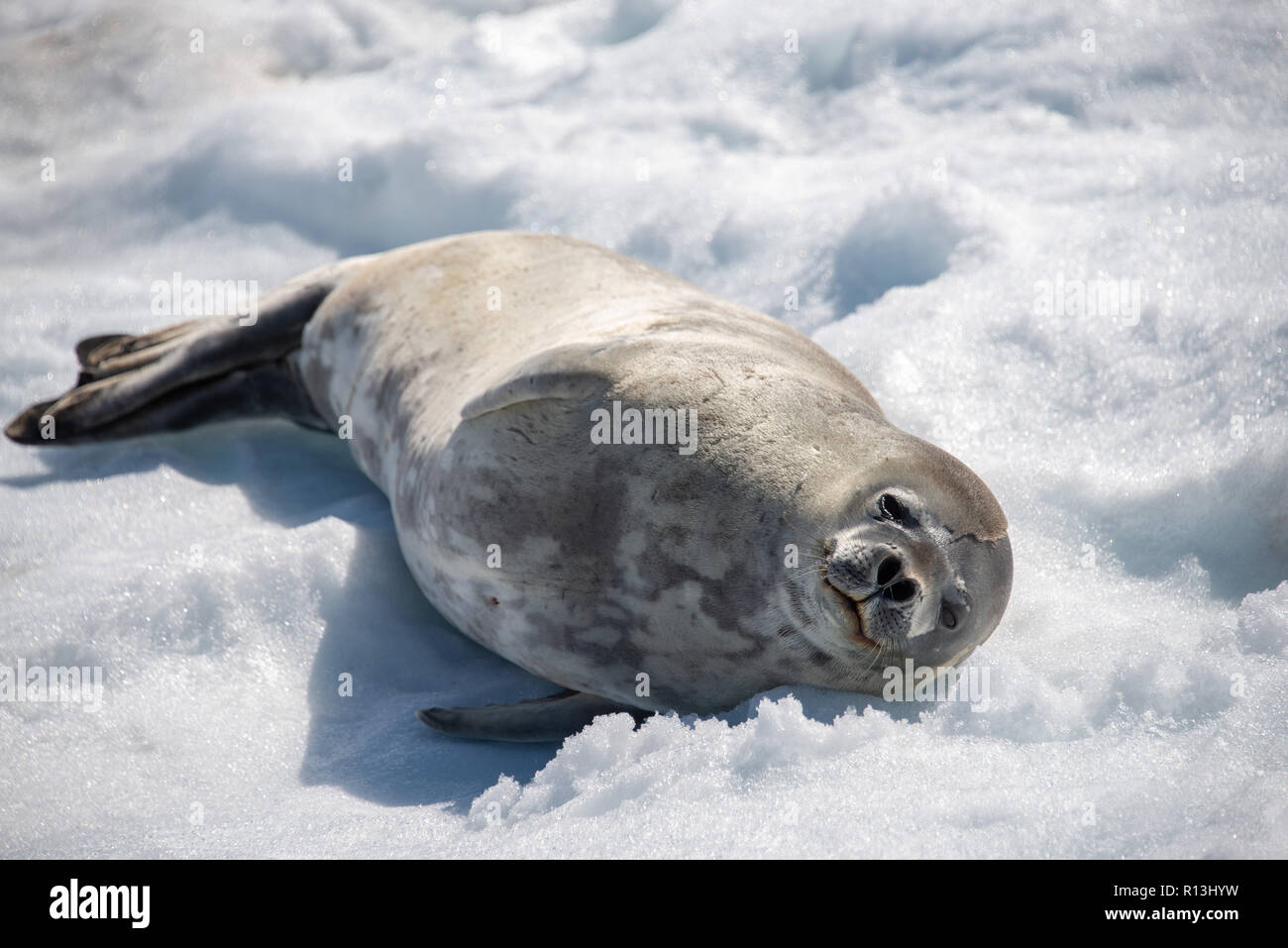 Leopard seal on beach with snow in Antarctica Stock Photo - Alamy