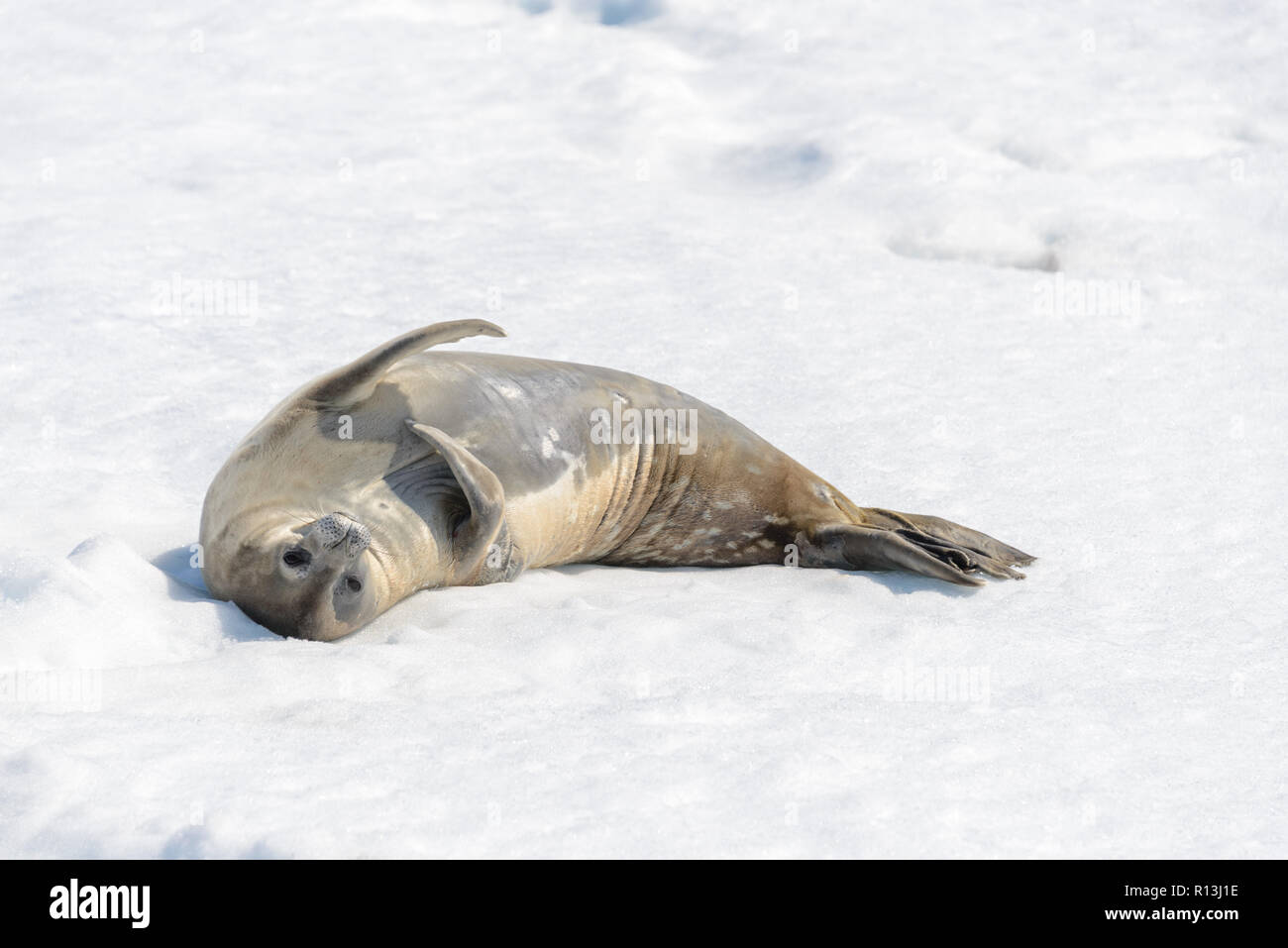 Leopard seal on beach with snow in Antarctica Stock Photo - Alamy