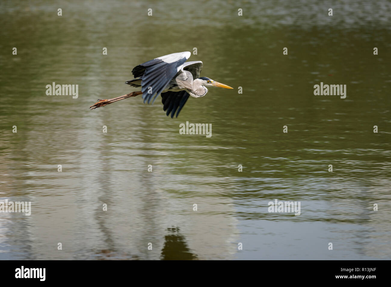 Grey Heron in flight in Singapore Stock Photo - Alamy