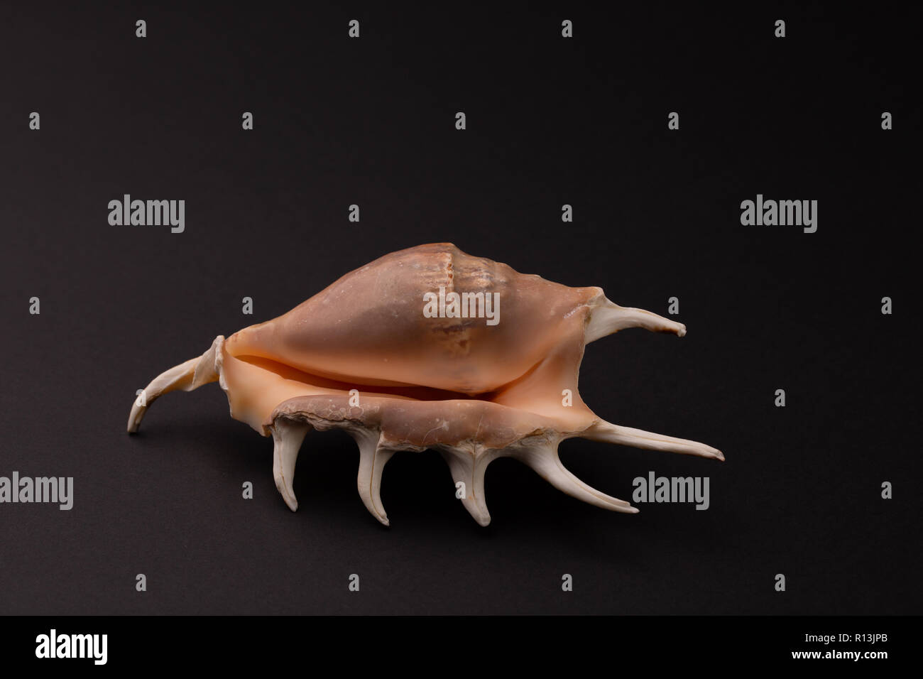 Predatory Sea Snail Stock Photos & Predatory Sea Snail Stock Images - Alamy
