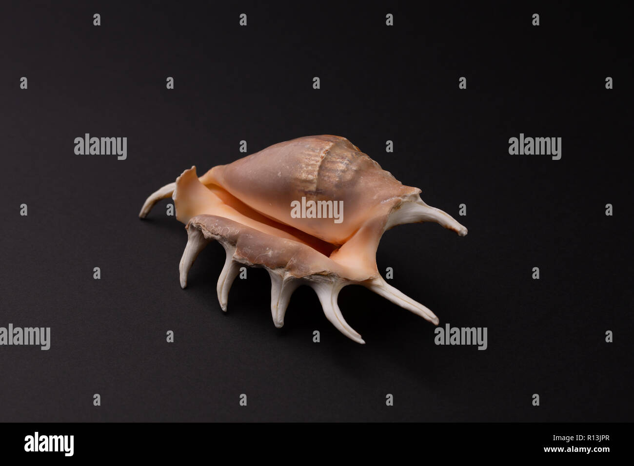 Large sea snail species hi-res stock photography and images - Alamy