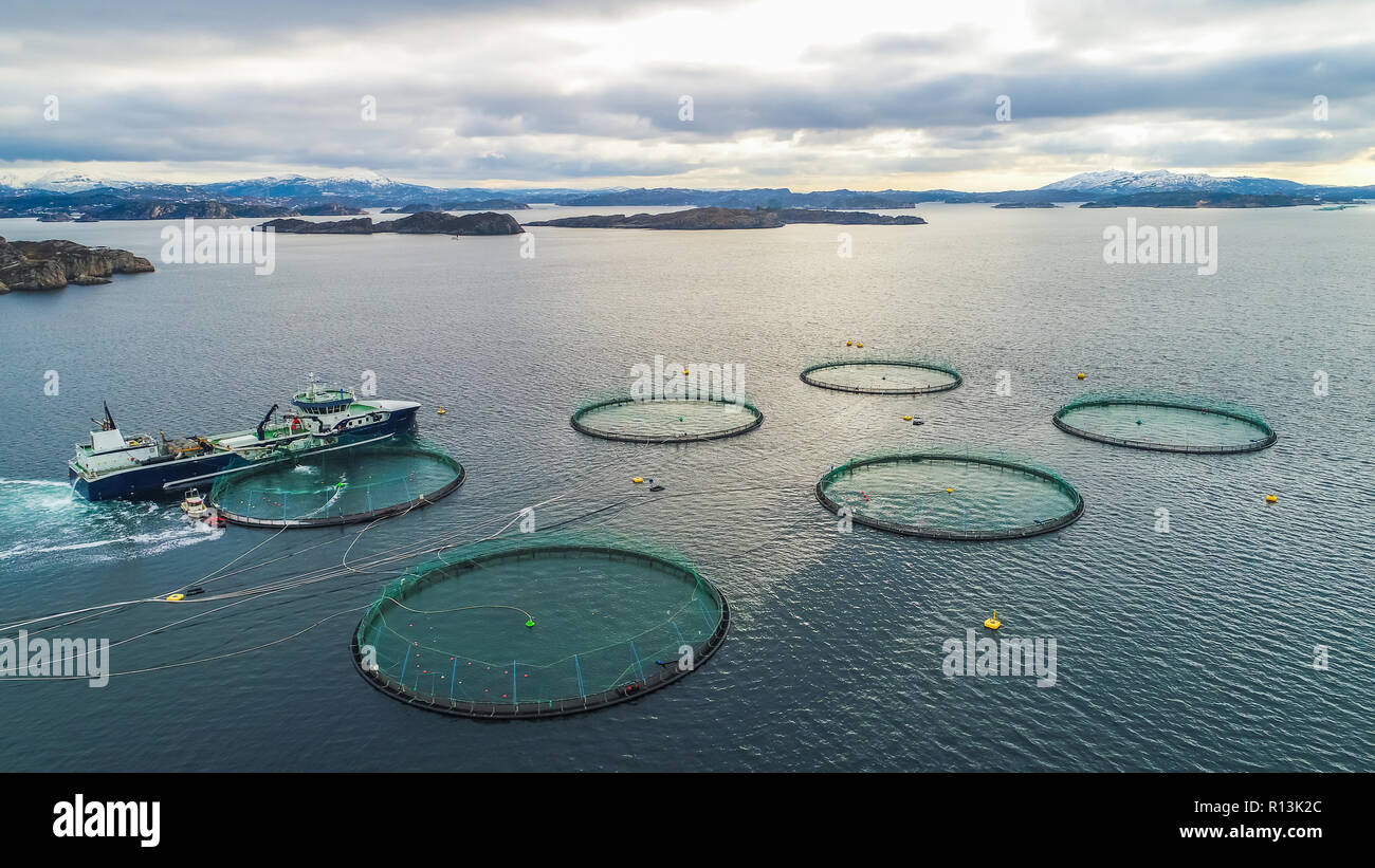 Salmon fish farm in fjord. Norway, Bergen Stock Photo - Alamy