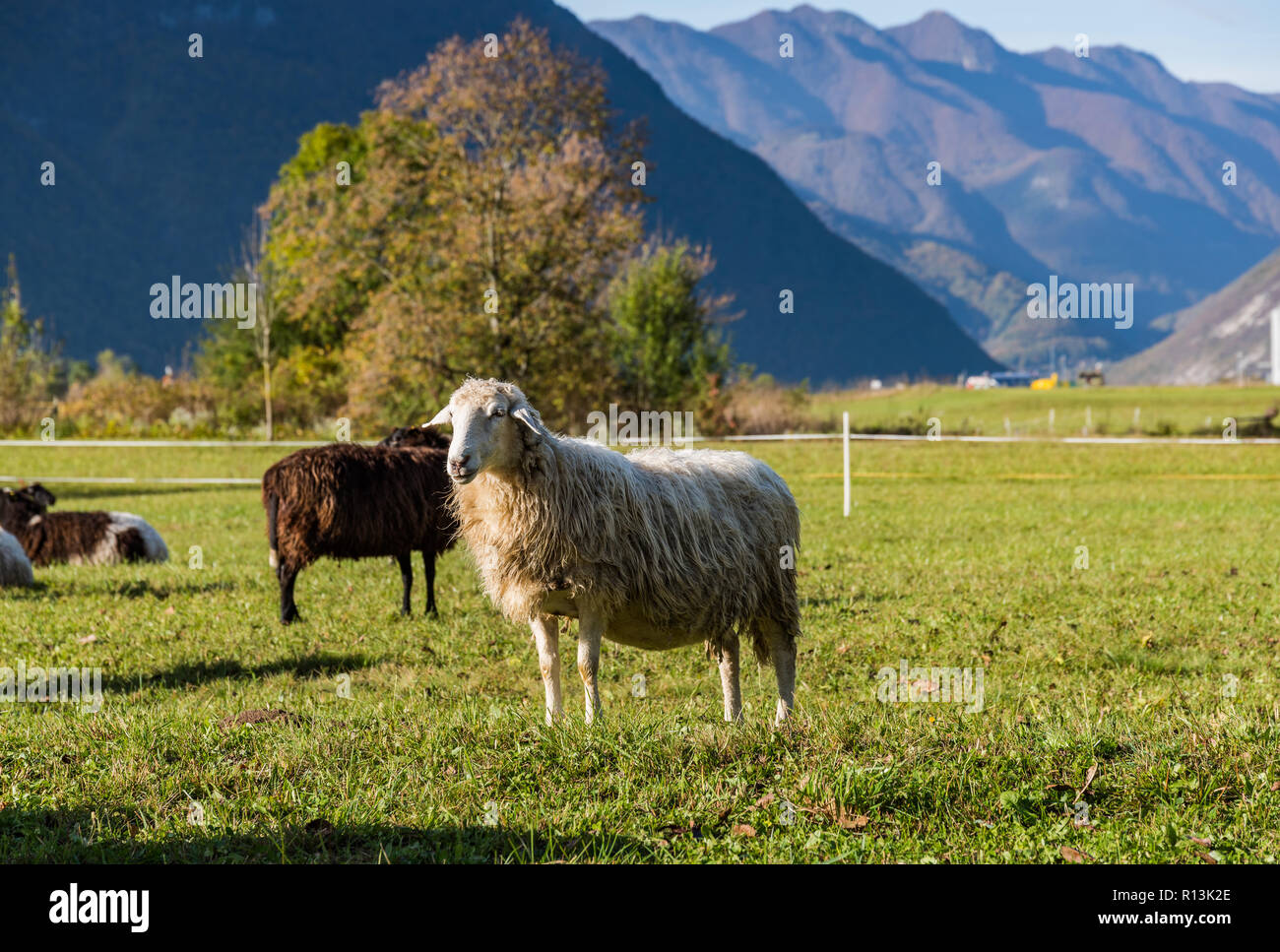 Traditional sheep pasture in mountains Stock Photo - Alamy