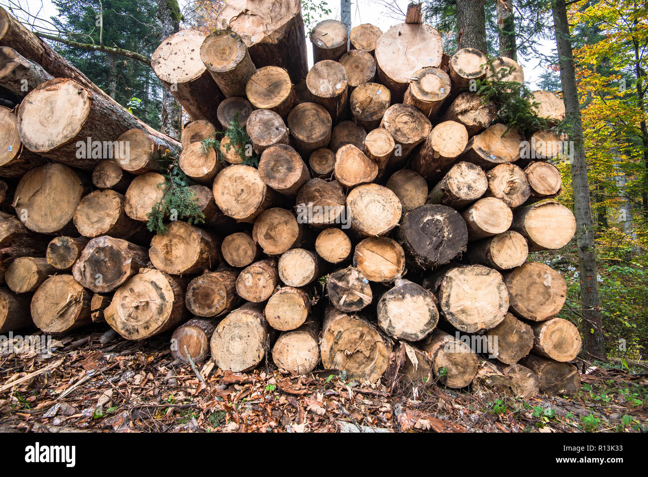 Timber harvesting. A lot of logs lying on the ground in forest Stock ...