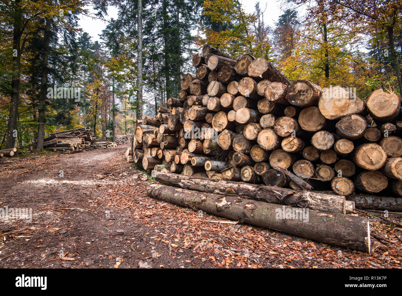 Timber harvesting. A lot of logs lying on the ground in forest Stock ...