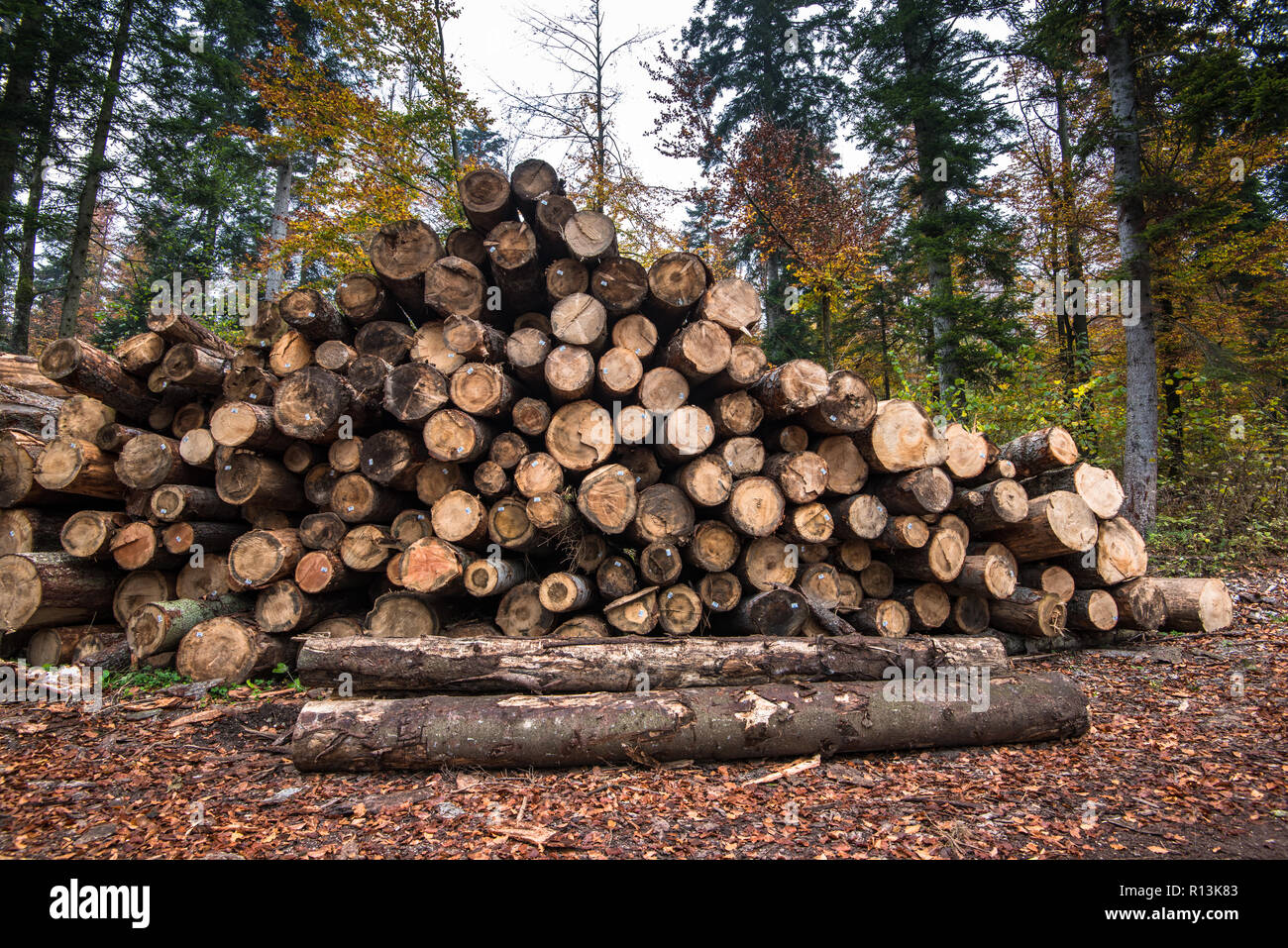 Timber harvesting. A lot of logs lying on the ground in forest Stock ...