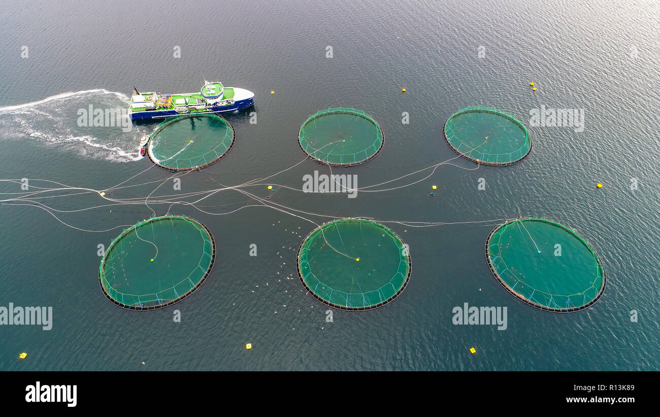 Salmon fish farm in fjord. Norway, Bergen Stock Photo - Alamy