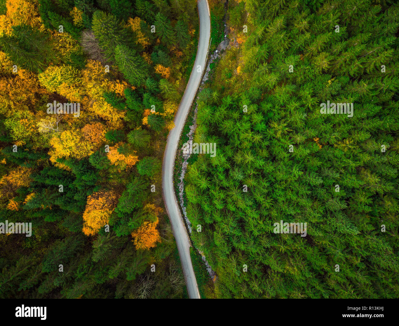 Top down drone aerial view of autumn leaves hi-res stock photography and images - Alamy