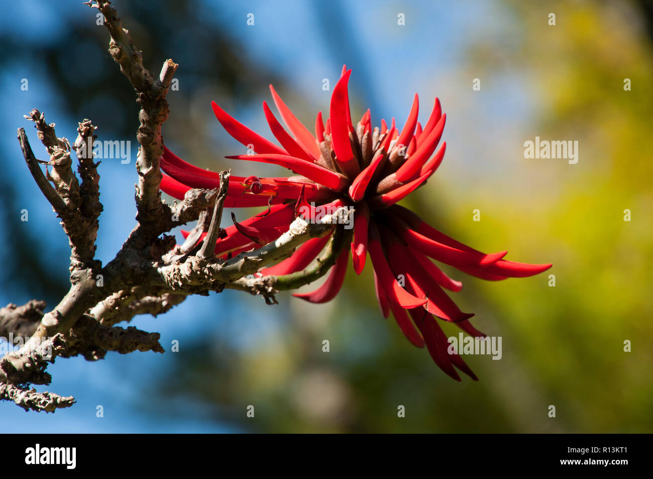 Flame coral tree flower hi-res stock photography and images - Alamy
