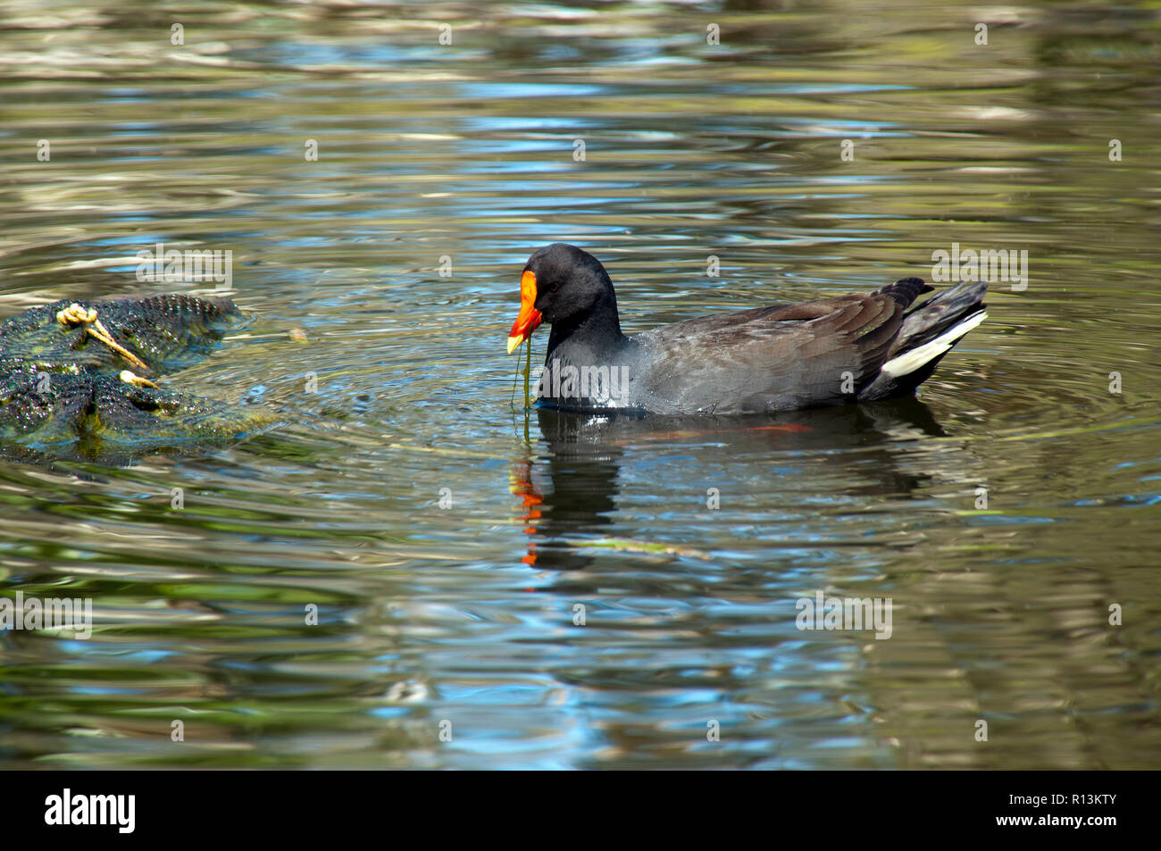 Dusky moorhen australian waterbird hi-res stock photography and images ...
