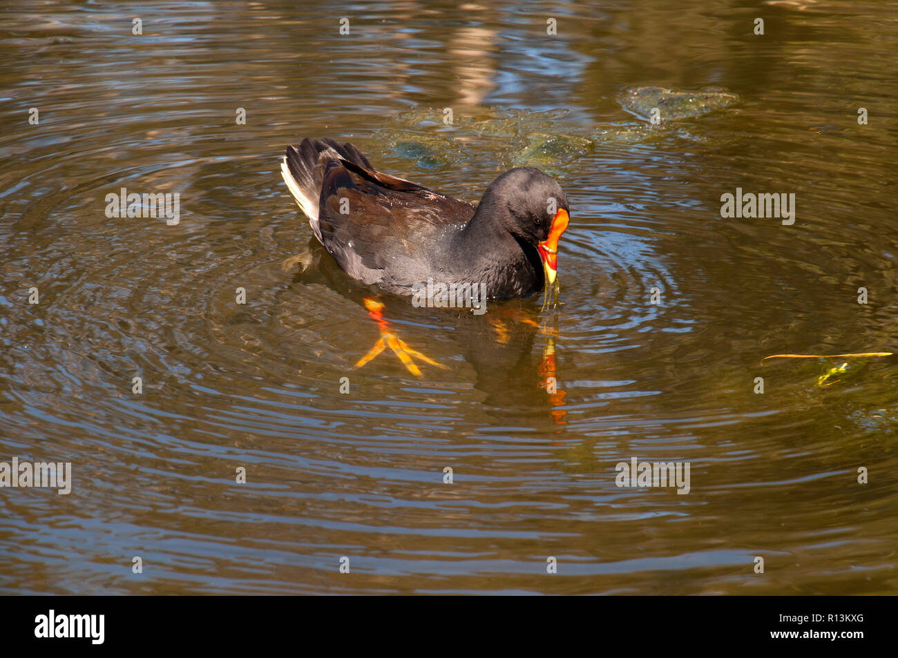 Dusky moorhen feeding High Resolution Stock Photography and Images - Alamy