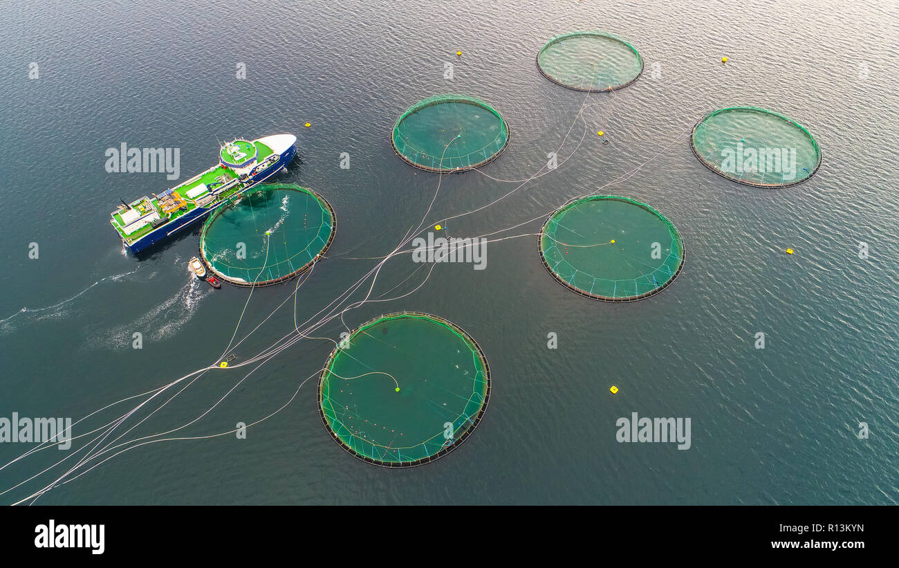 Salmon fish farm in fjord. Norway, Bergen Stock Photo - Alamy