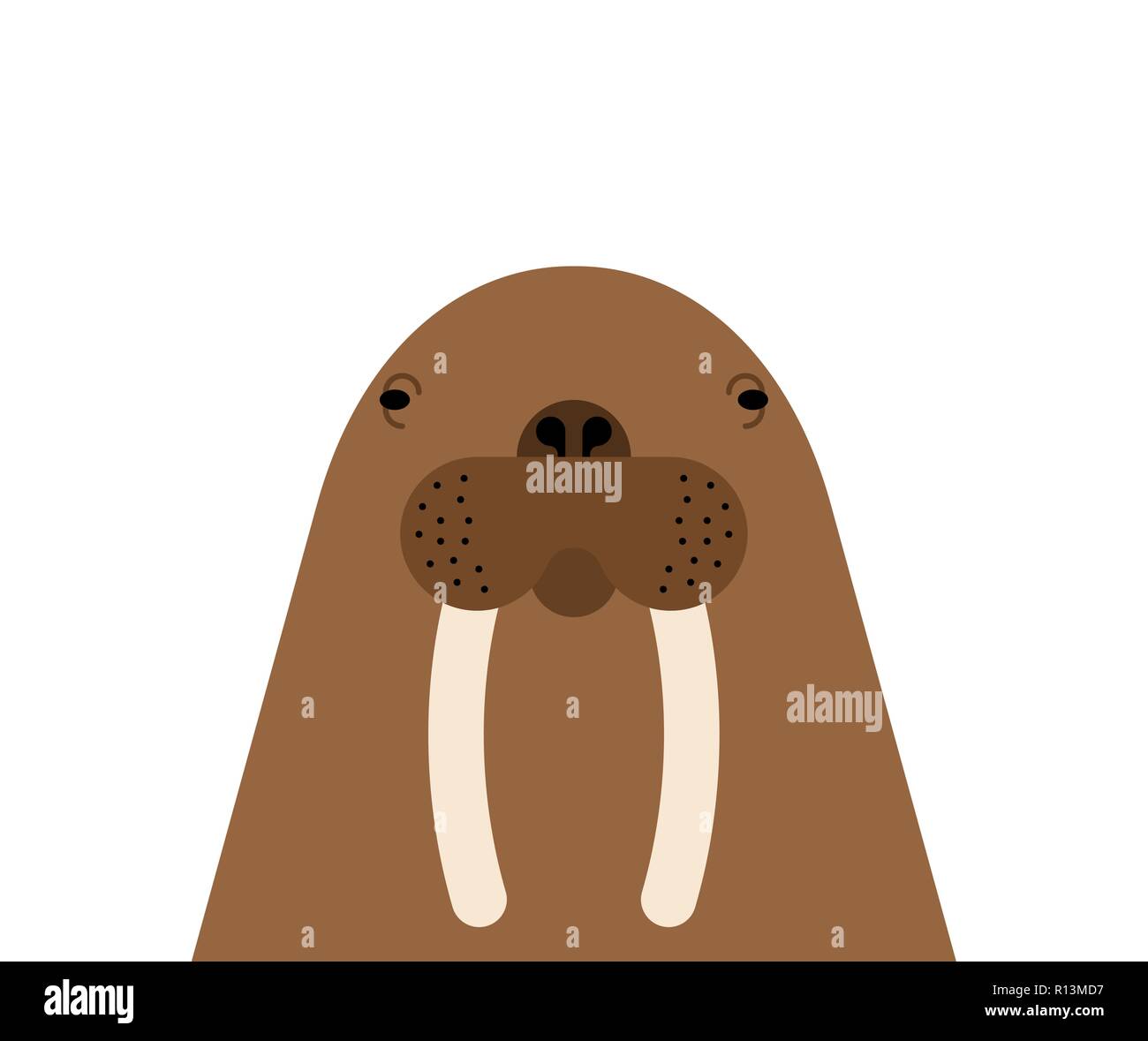 Walrus head isolated. Sea animal antarctica. Vector Stock Vector Image ...