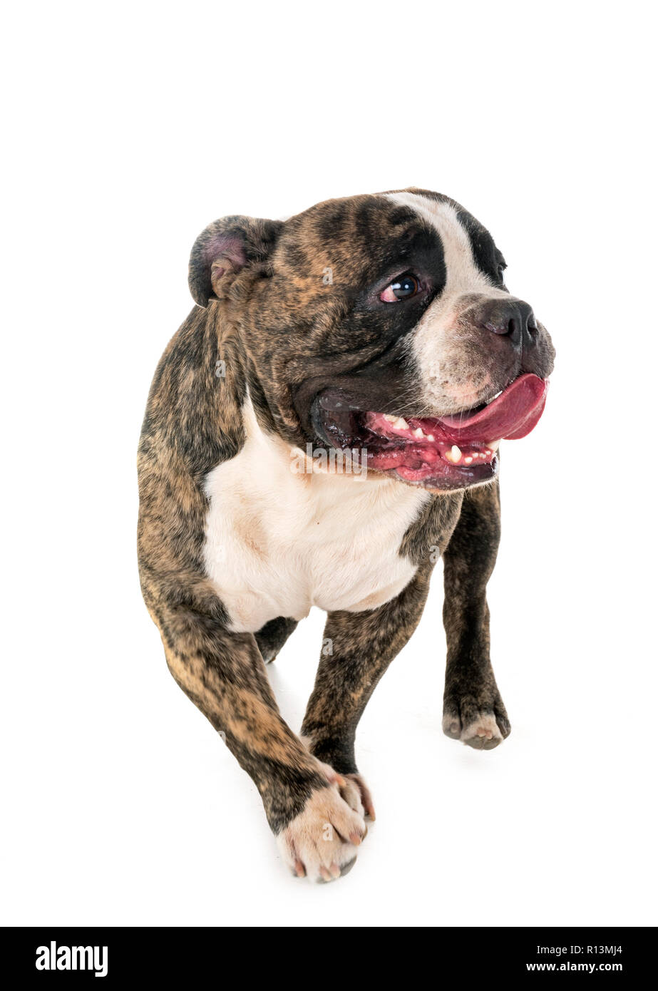 male american bully in front of white background Stock Photo - Alamy