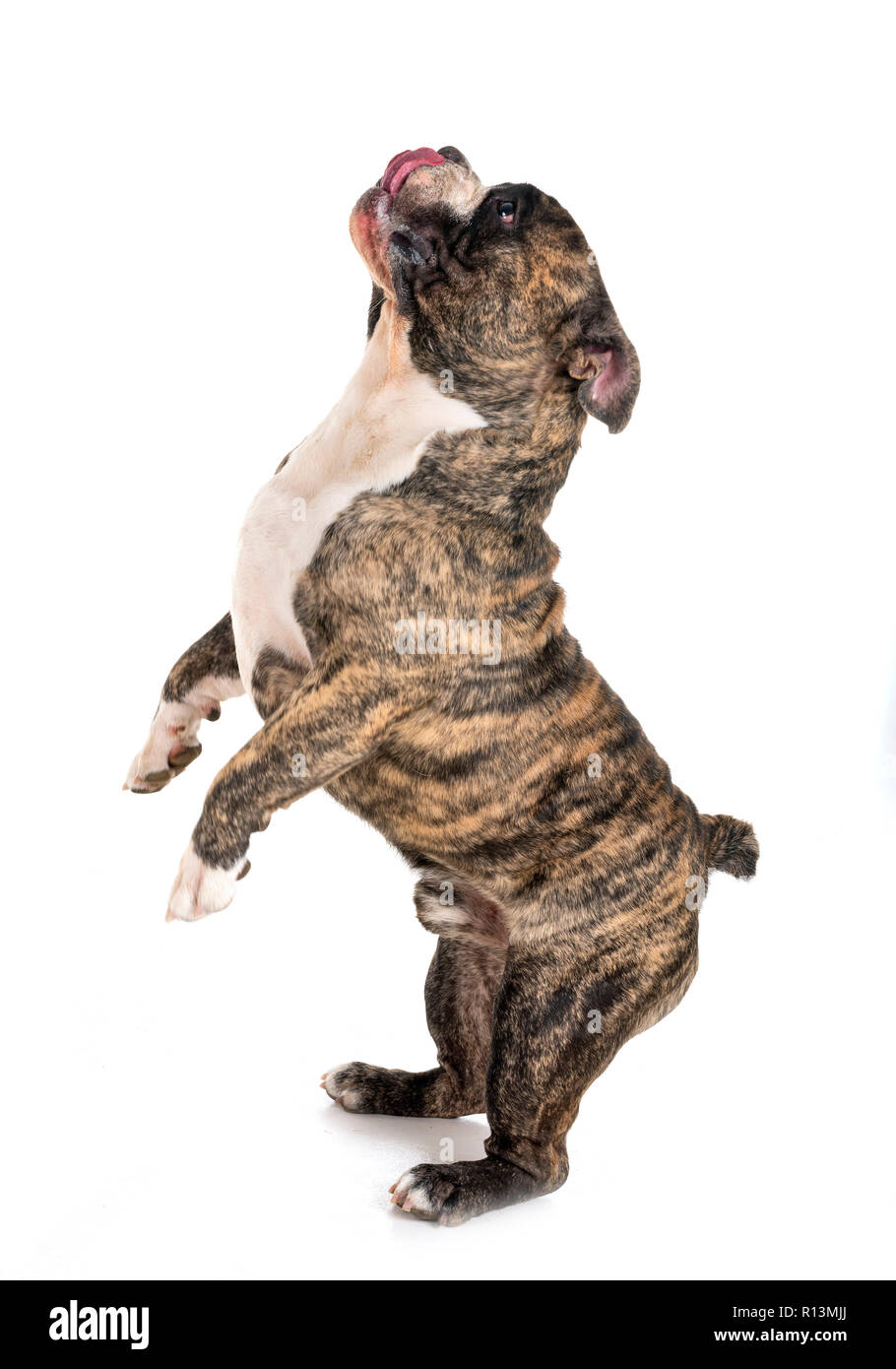 male american bully in front of white background Stock Photo - Alamy