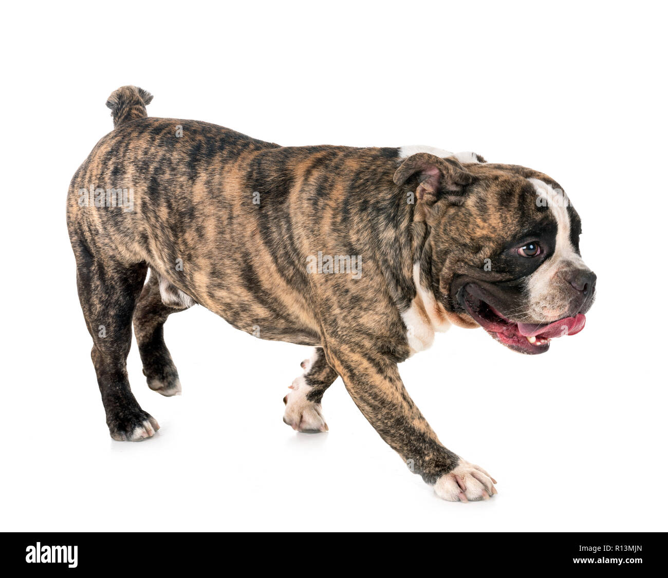 male american bully in front of white background Stock Photo - Alamy
