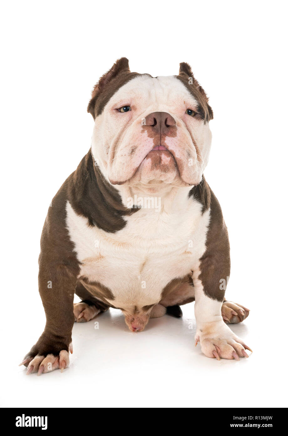 male american bully in front of white background Stock Photo - Alamy